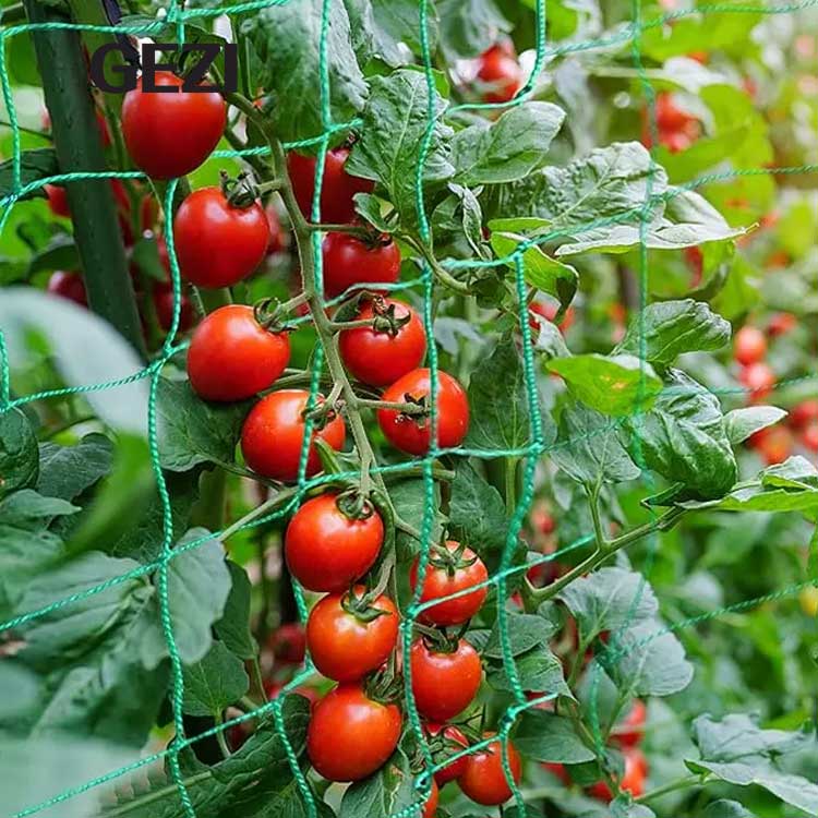 How to Install Trellis Netting for Maximum Crop Yield